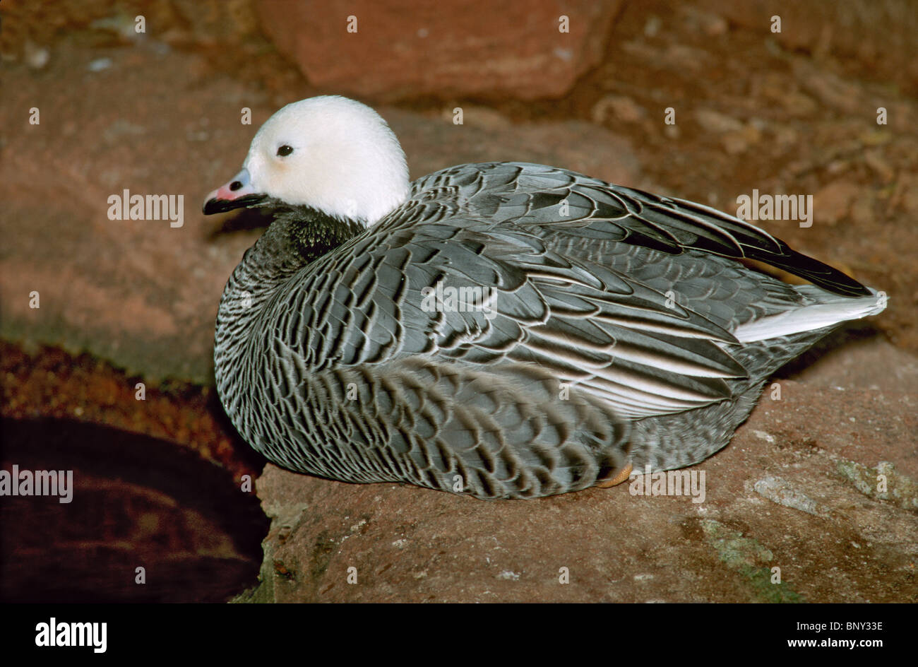 Emperor geese water hi-res stock photography and images - Alamy
