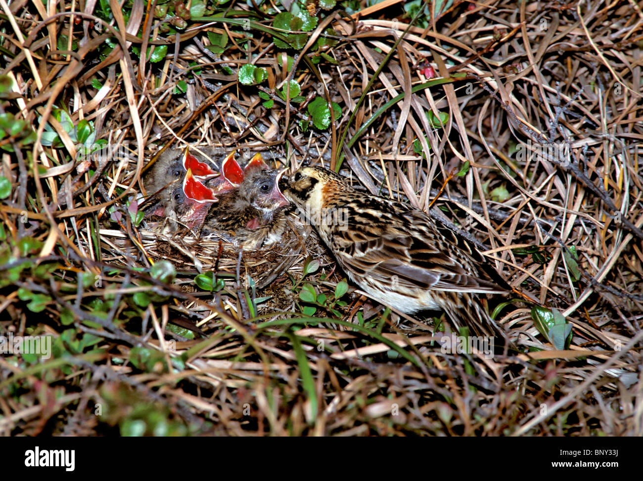 Lapland Longspur Adult female at nest feeding young Stock Photo - Alamy