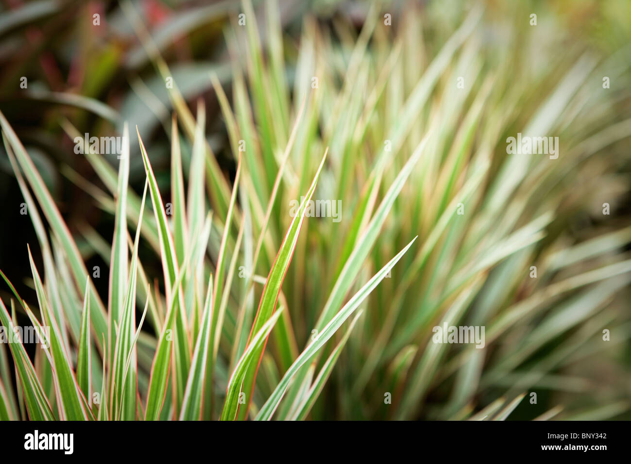 Variegated ornamental grass Stock Photo - Alamy