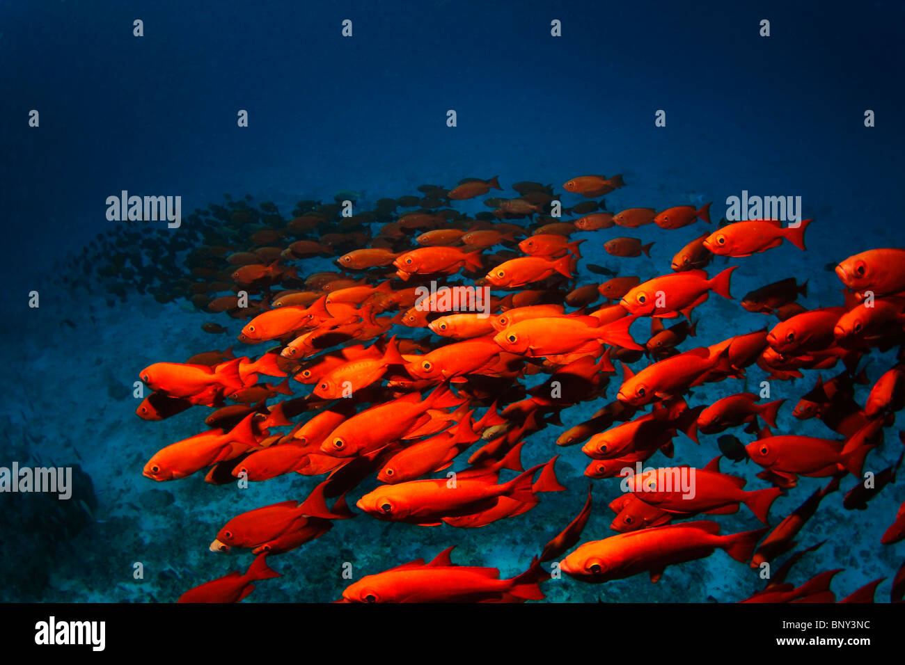 A shoal (school) of red snappers facing into the ocean current ...