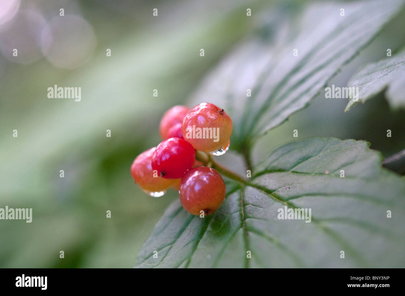 Highbush Cranberries in the wild Talkeetna Lakes Park Alaska Stock ...
