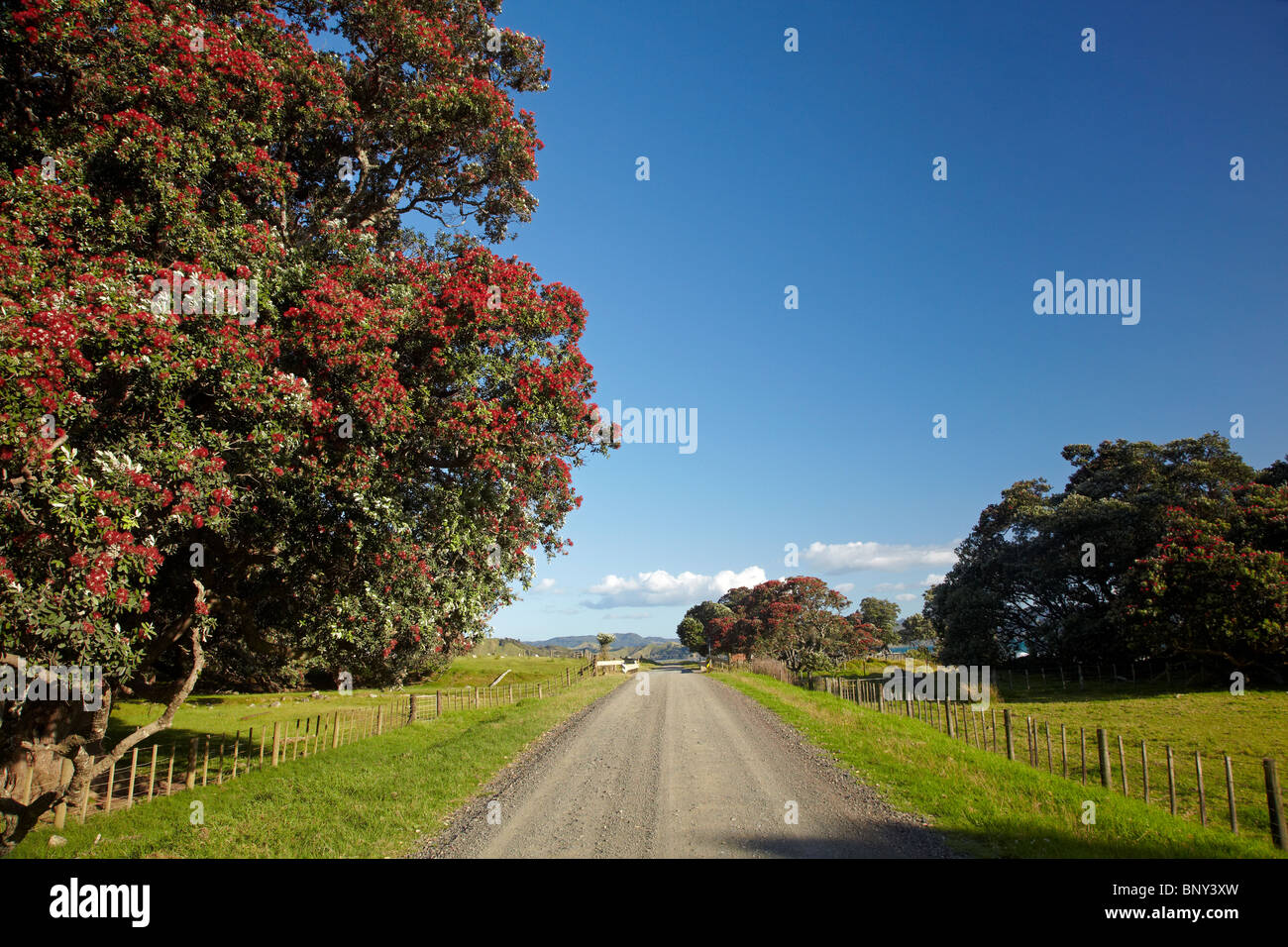 Pohutukawa tree and port jackson road hi-res stock photography and ...