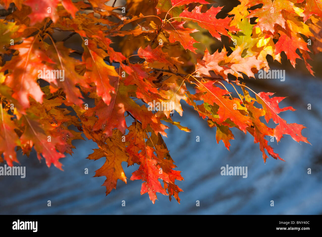 Oak leaves hi-res stock photography and images - Alamy