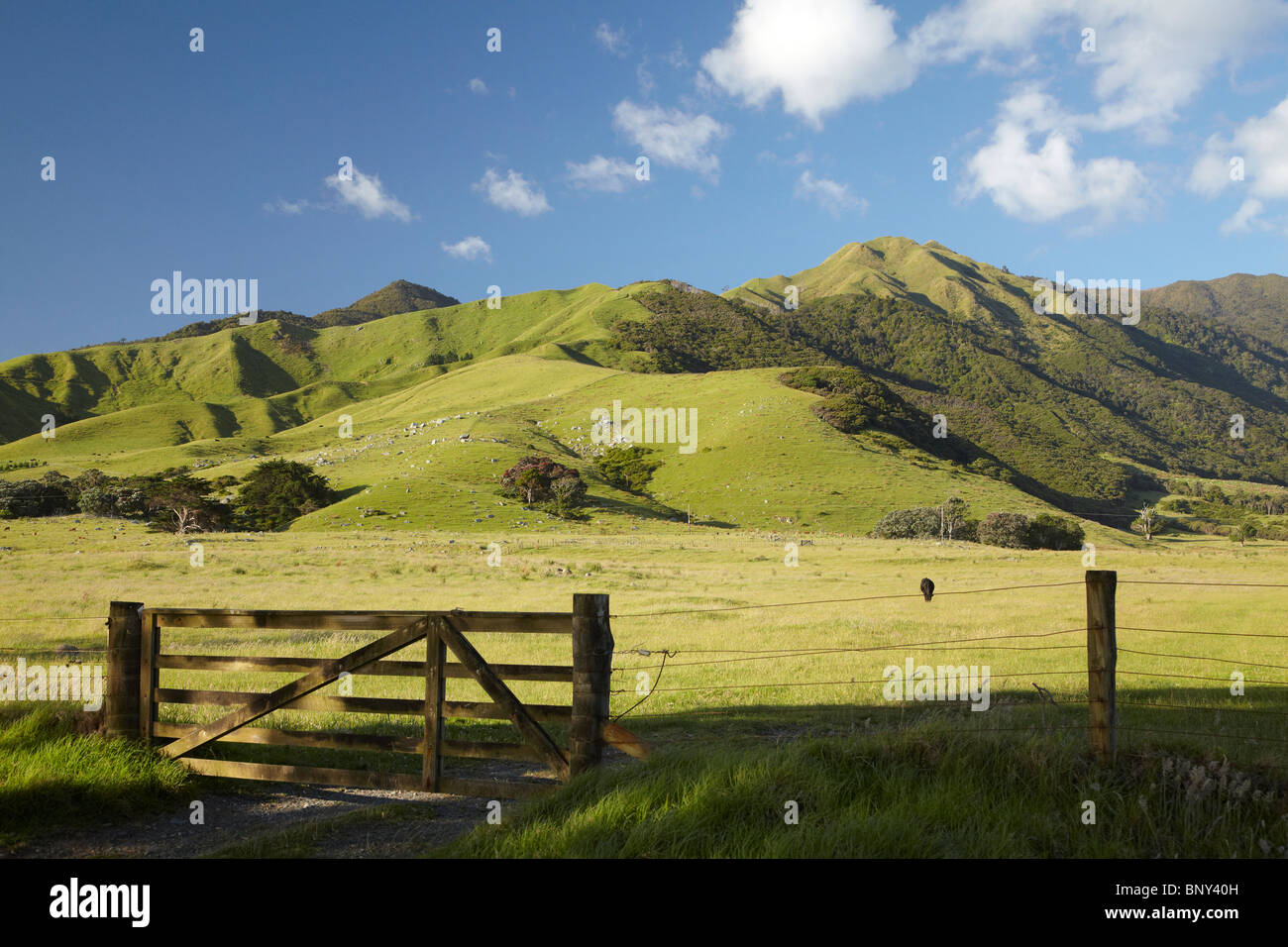 Gate and Farmland, Port Jackson Road, Coromandel Peninsula, North ...