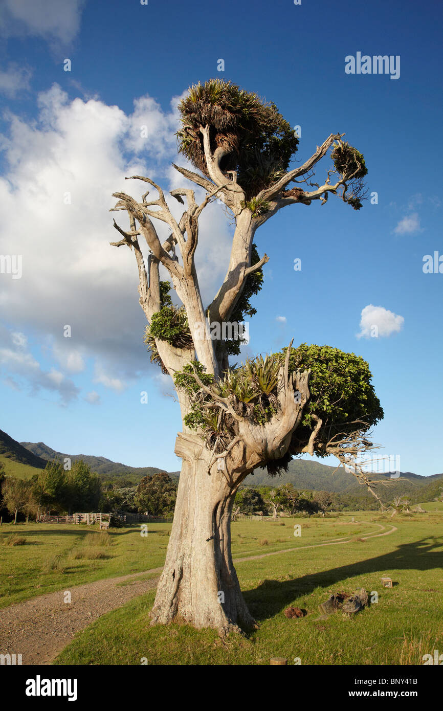 Epiphytes on Tree and Farmland, Port Jackson Road, Coromandel Peninsula ...