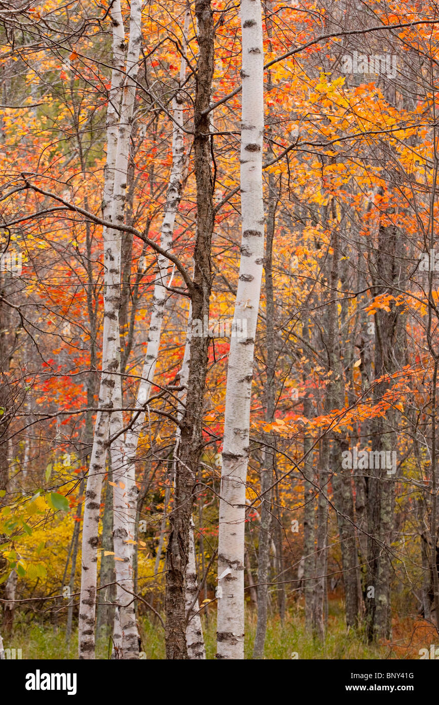 Birch maple trees fall hi-res stock photography and images - Alamy
