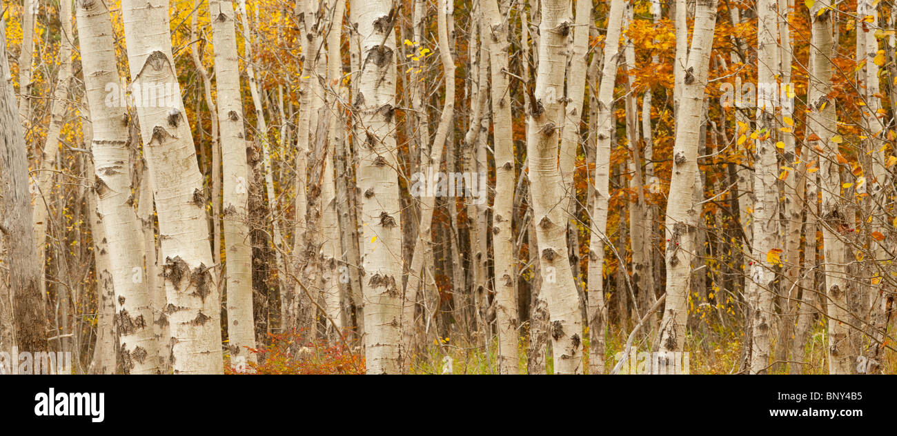 Aspen Trees near Sieur De Monts, Acadia National Park, Maine, USA Stock ...