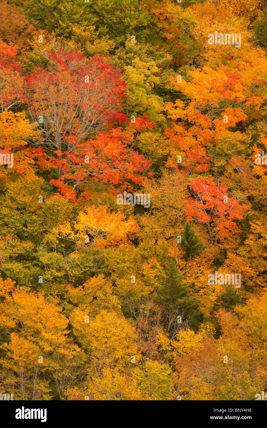 Autumn Foliage, Acadia National Park, Maine, USA Stock Photo - Alamy