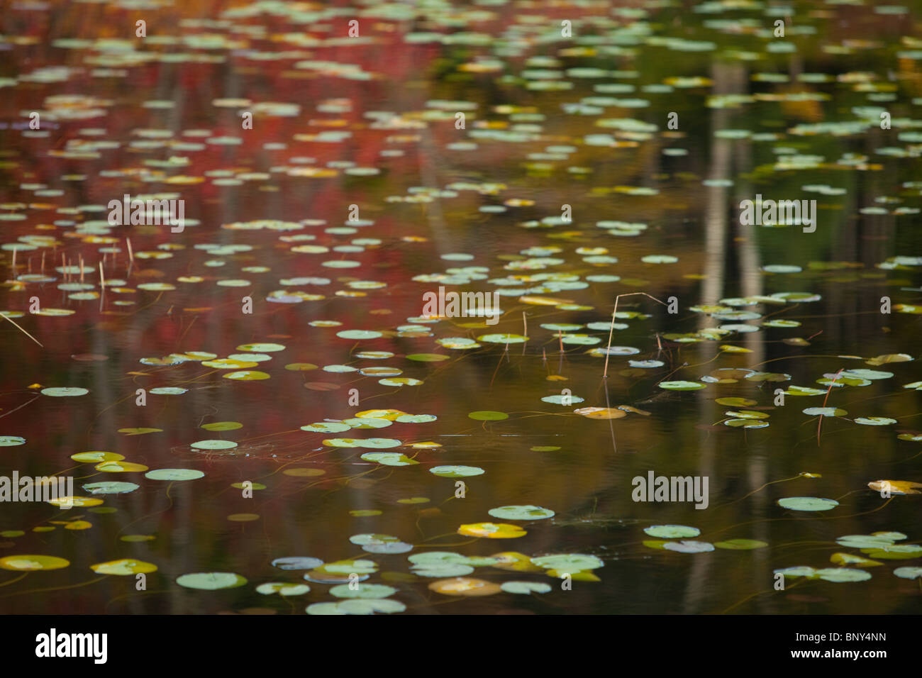 Lily Pads and Trees Reflected in Little Long Pond, Acadia National Park ...