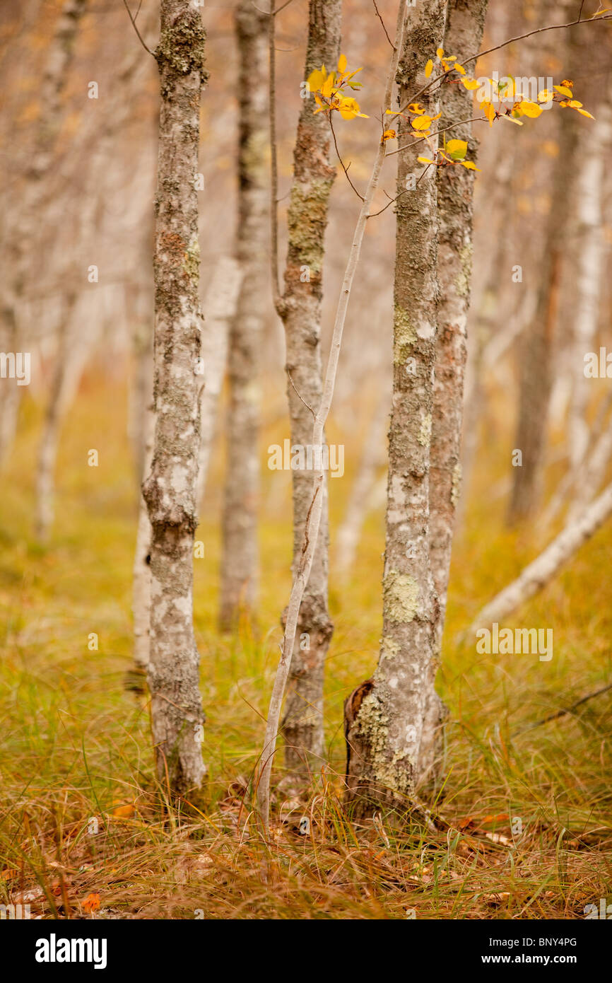 Paper Birch Tree Trunks, Sieur de Monts, Acadia National Park, Maine ...