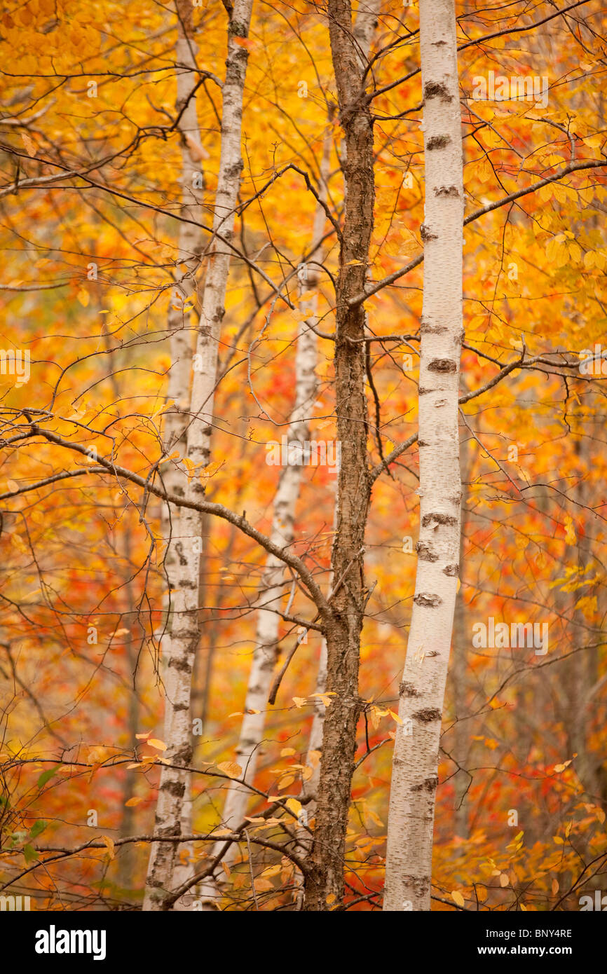Maple and Birch Trees in Autumn, Sieur de Monts, Acadia National Park ...