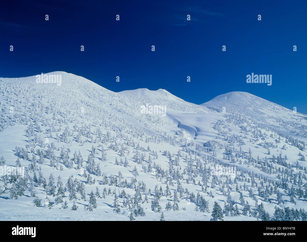 Rime on Tree, Aomori, Aomori, Japan Stock Photo - Alamy