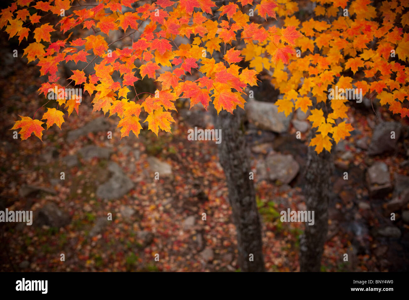Orange Maple Tree Leaves, Waterfall Bridge, Acadia National Park, Maine ...