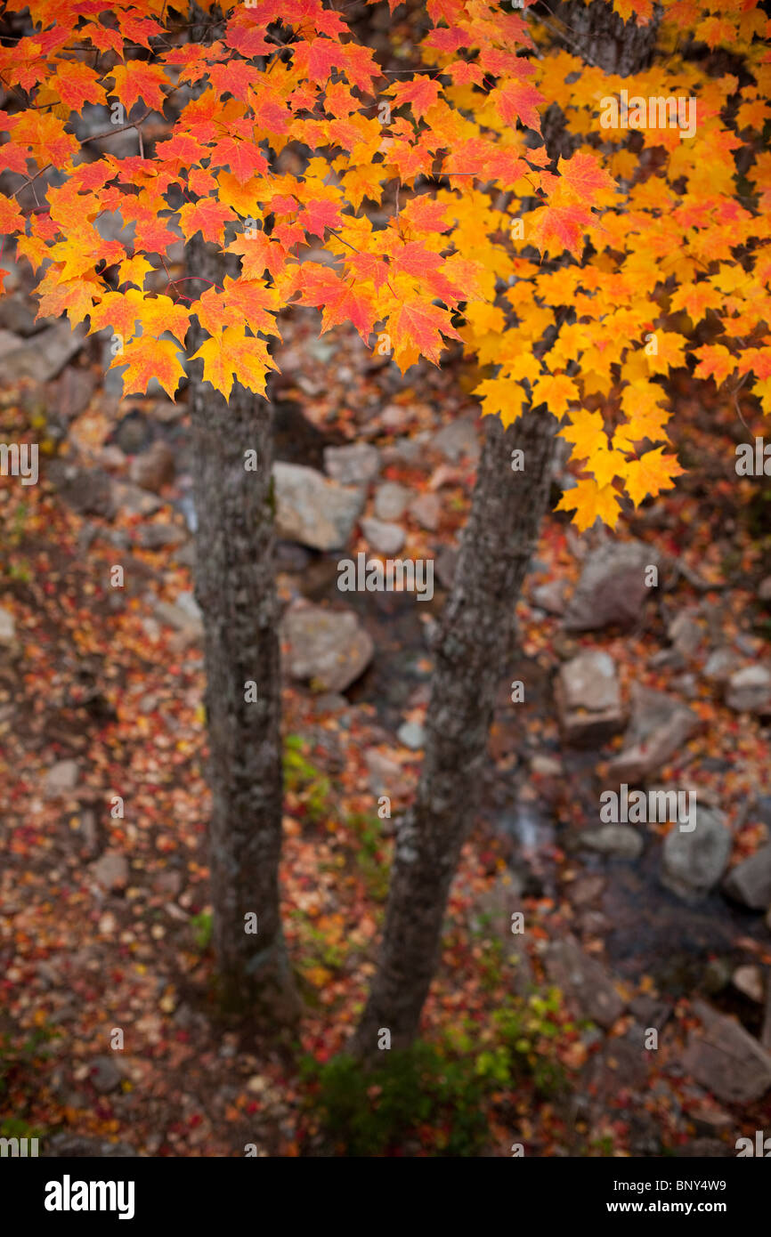 Orange Maple Tree Leaves, Waterfall Bridge, Acadia National Park, Maine ...