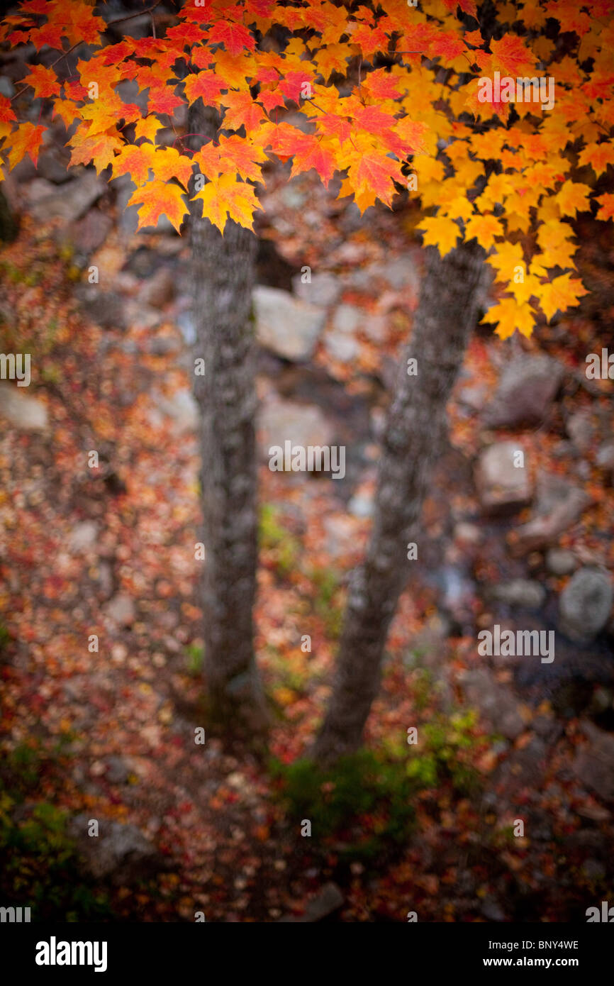 Orange Maple Tree Leaves, Waterfall Bridge, Acadia National Park, Maine ...