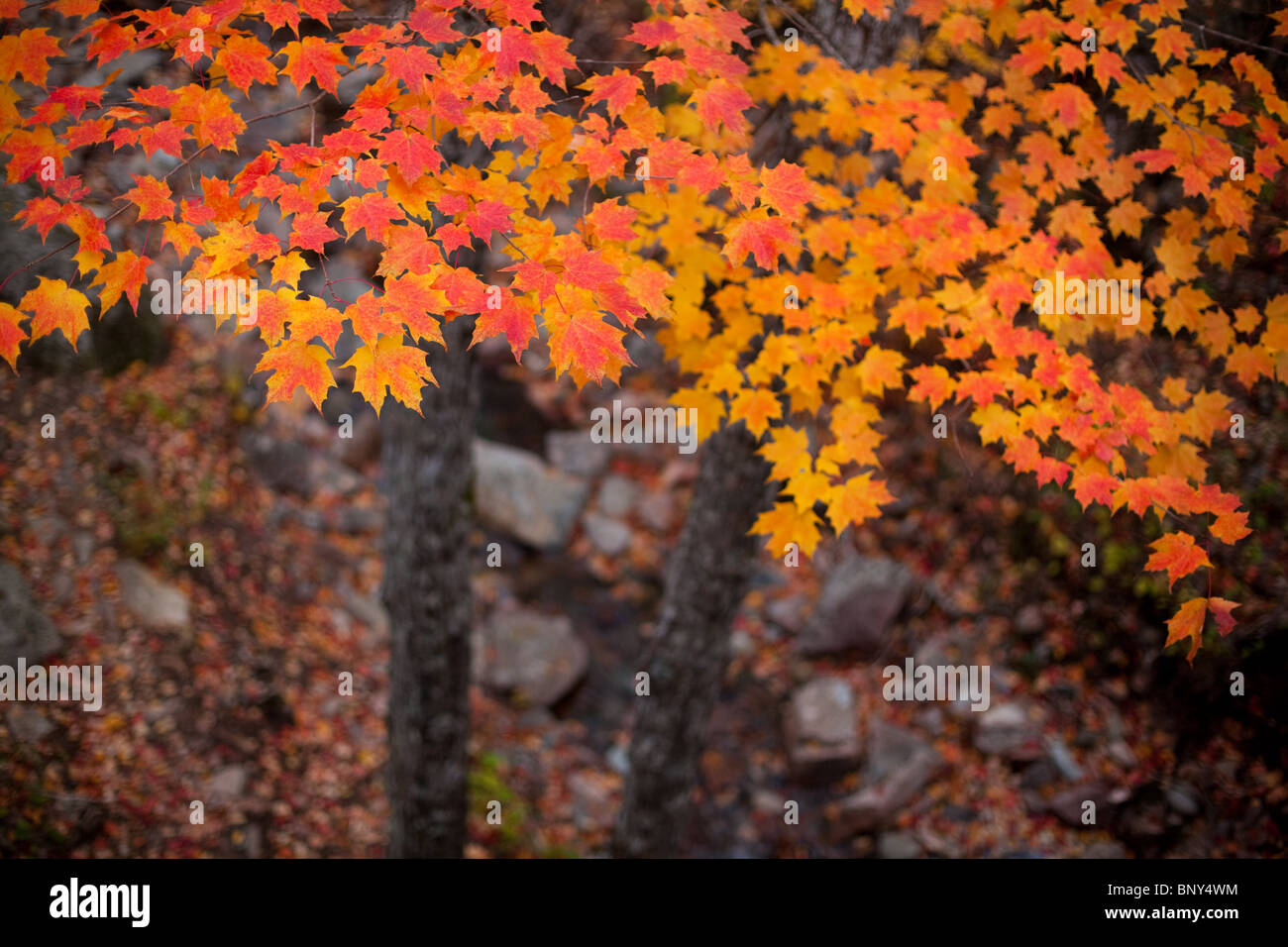 Orange Maple Tree Leaves, Waterfall Bridge, Acadia National Park, Maine ...