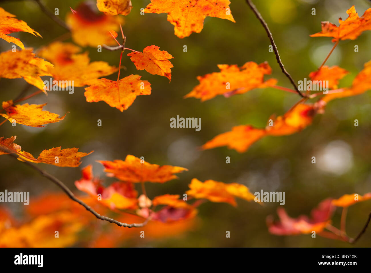 Maine usa maple tree in hi-res stock photography and images - Alamy