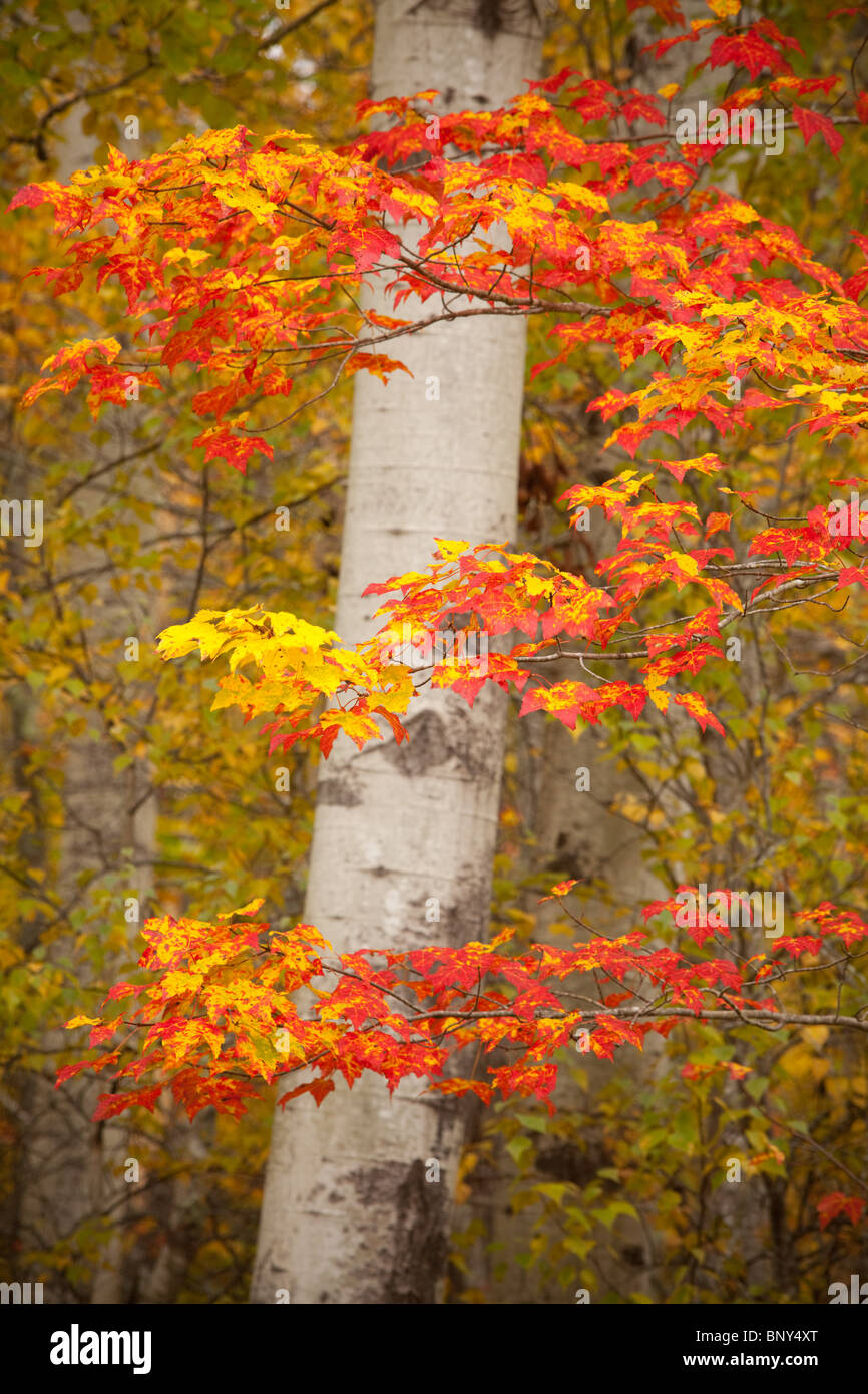 Maple Leaves in Autumn, Acadia National Park, Maine, USA Stock Photo ...