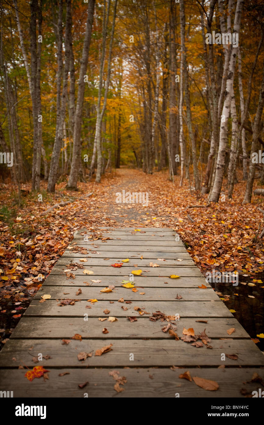 Small Footbridge over the Jesup Path, Sieur de Monts, Acadia National ...