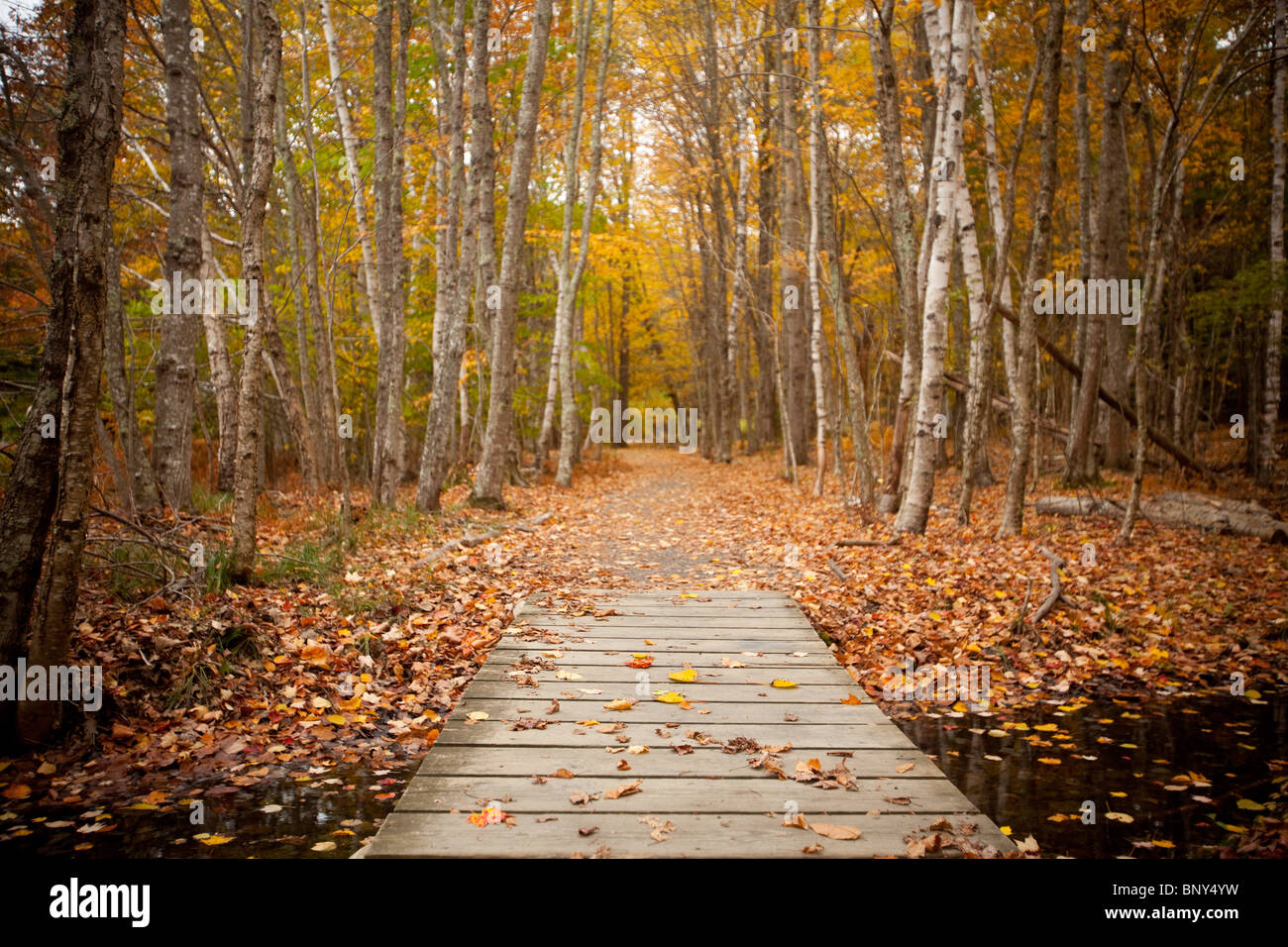 Small Footbridge over the Jesup Path, Sieur de Monts, Acadia National ...