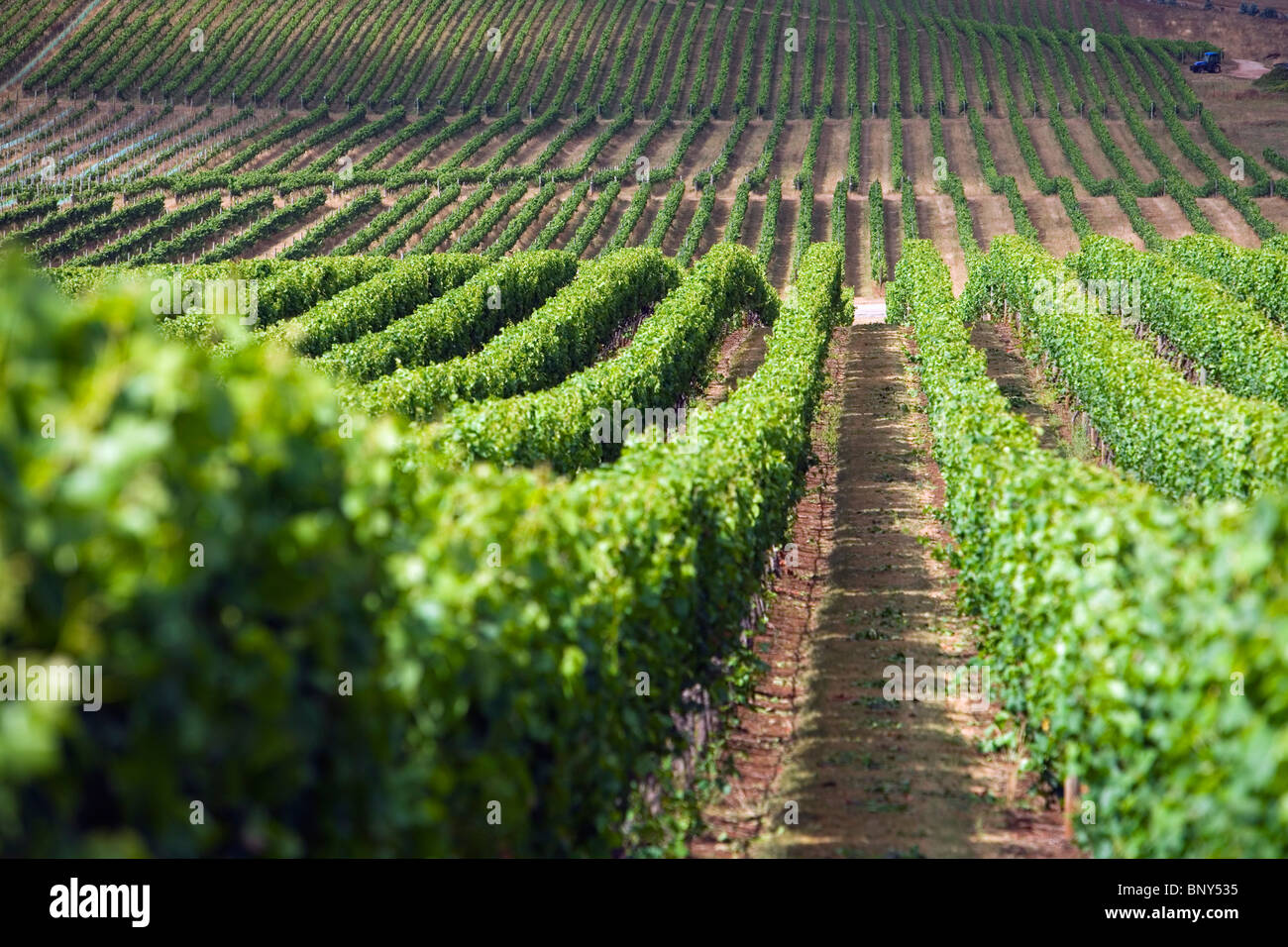 Tasmanian winery hi-res stock photography and images - Alamy