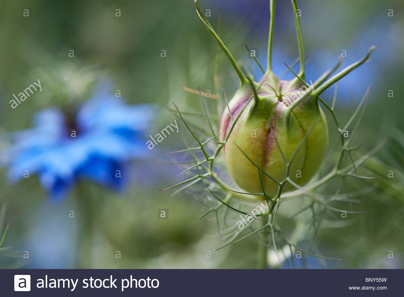 Nigella Seed Stock Photos & Nigella Seed Stock Images - Alamy