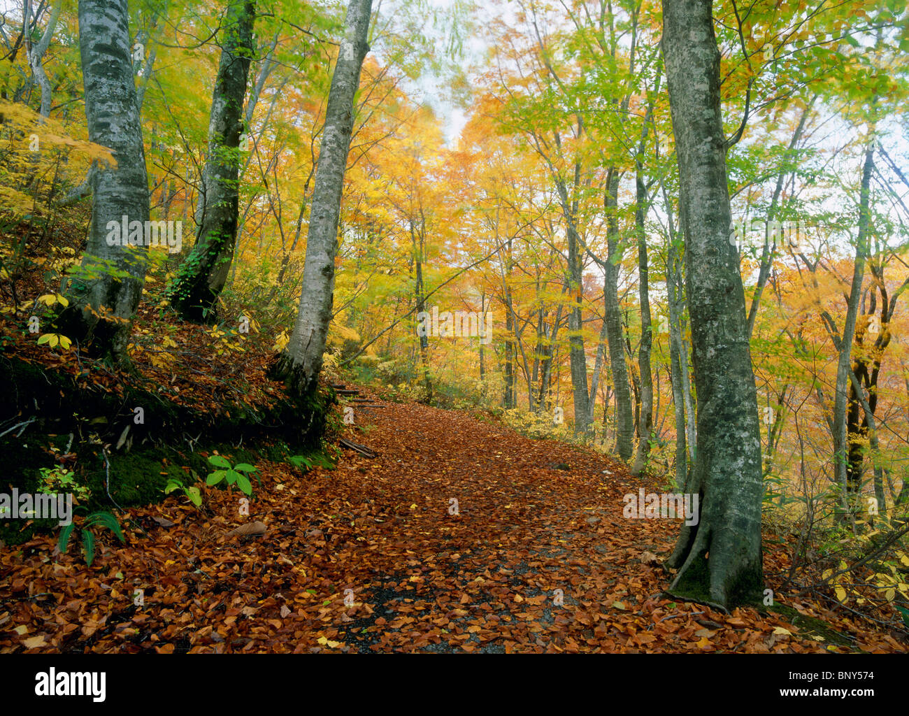 Beech Forest, Shirakami Sanchi, Nishimeya, Nakatsugaru, Aomori, Japan ...