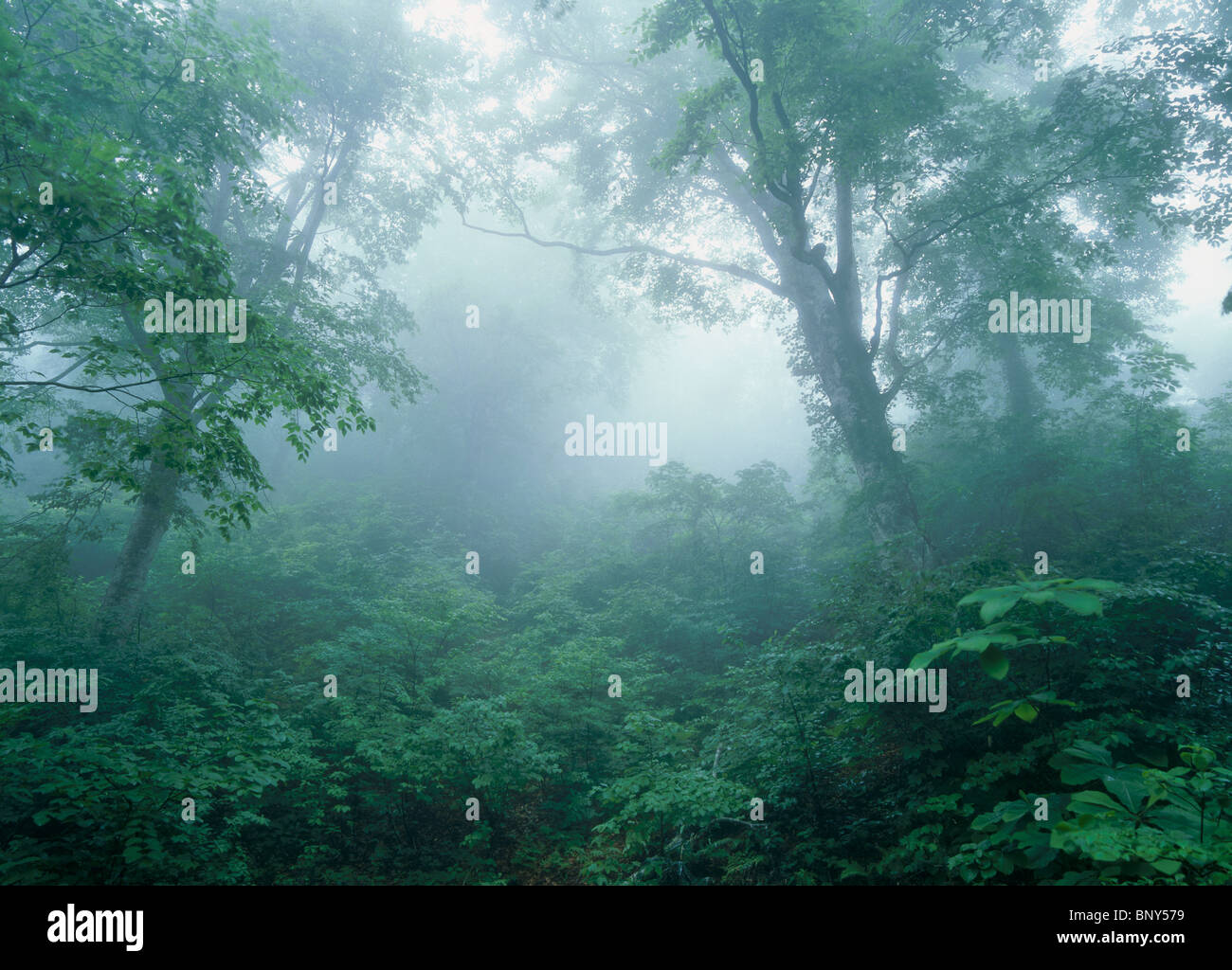 Beech Forest, Shirakami Sanchi, Nishimeya, Nakatsugaru, Aomori, Japan ...