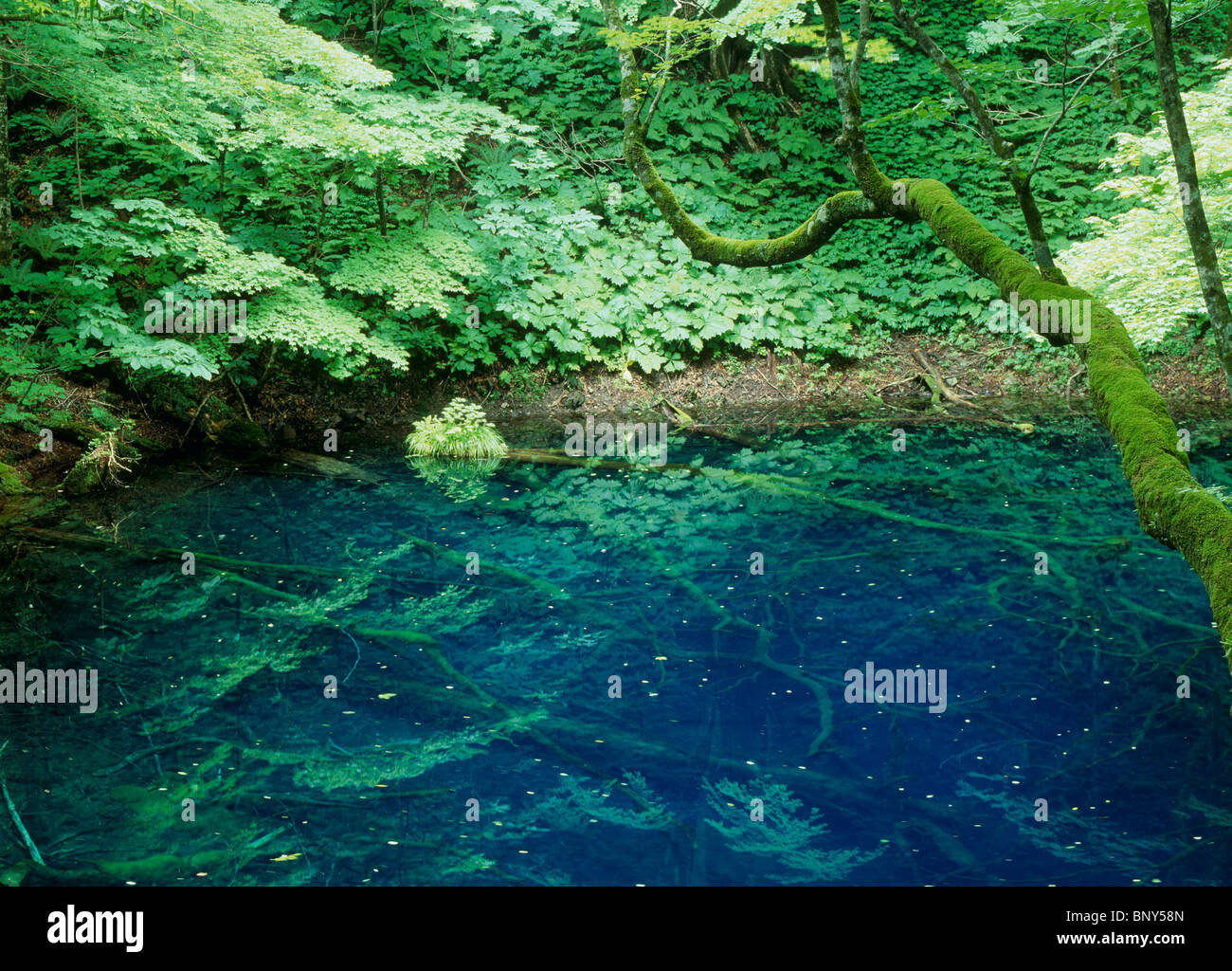 Aoike, Shirakami Sanchi, Fukaura, Nakatsugaru, Aomori, Japan Stock ...