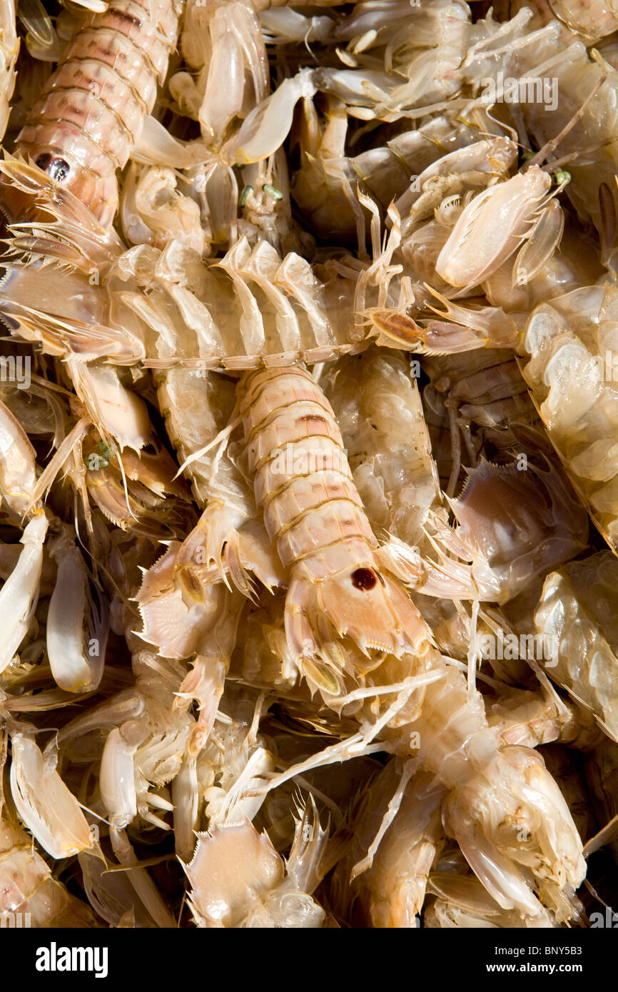 Freshly fished European Locust Lobsters (Scyllarus arctus Stock Photo ...