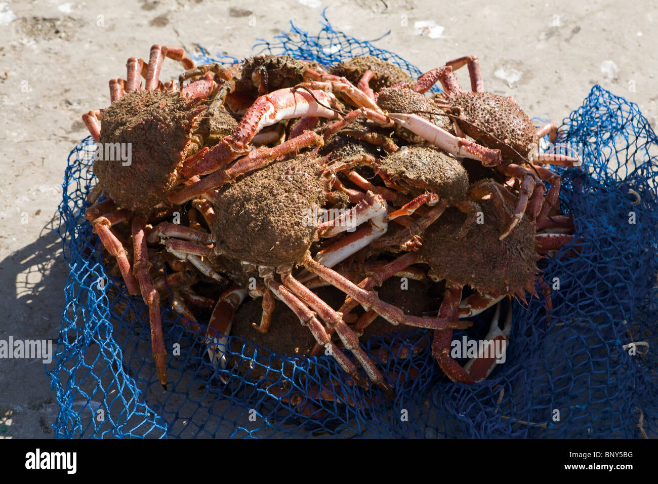 Spiny spider hi-res stock photography and images - Alamy