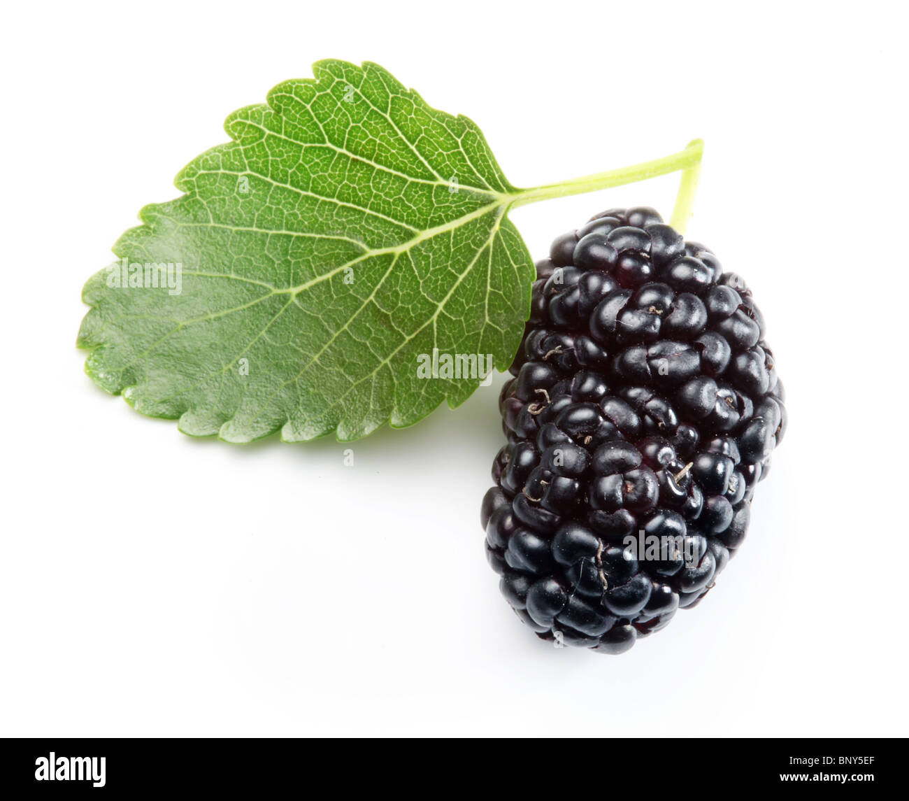 One mulberry with a leaf. Isolated on a white background Stock Photo ...