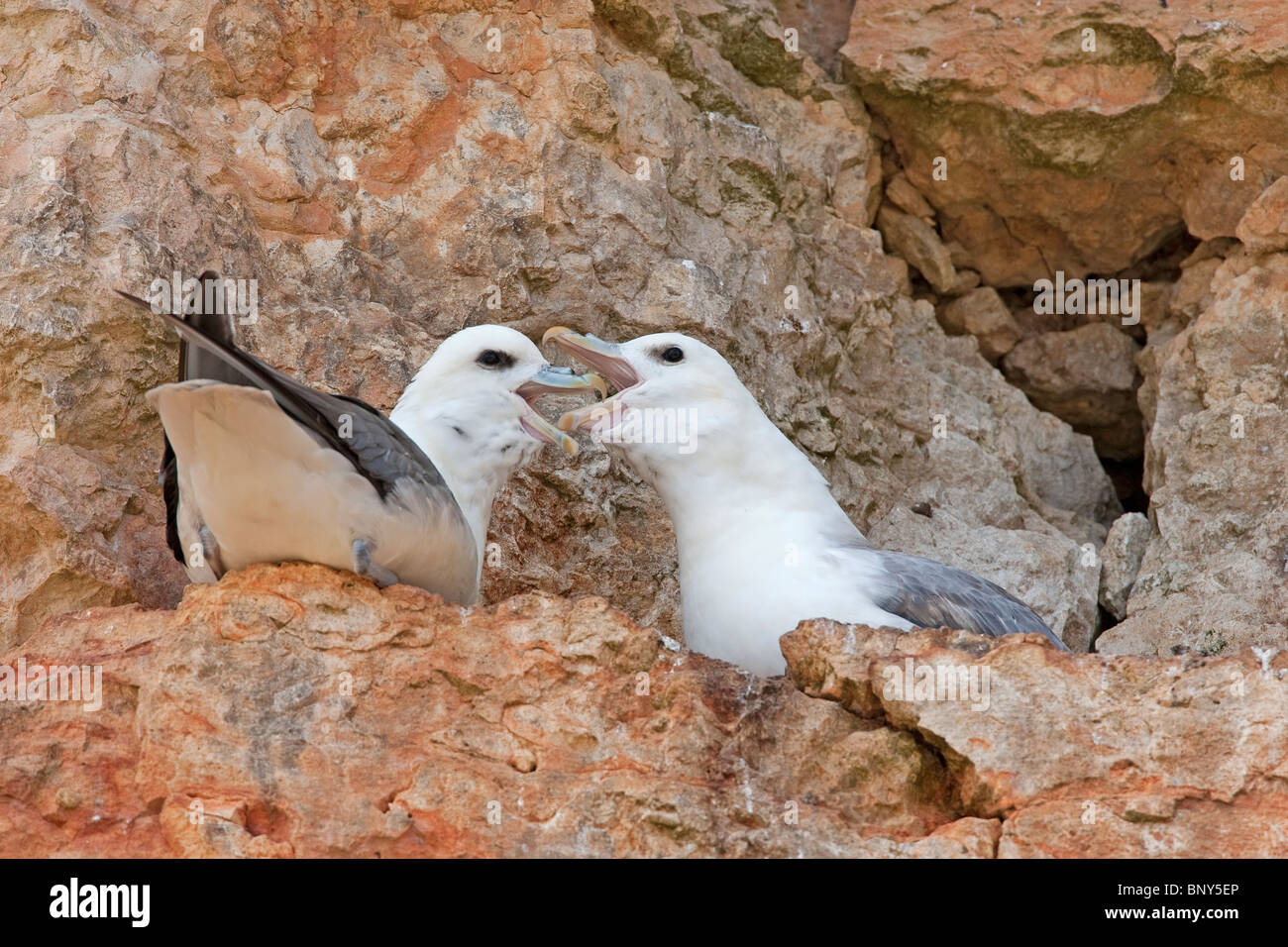 northern fulmar (Fulmarus glacialis) pair of birds in courtship at nest ...