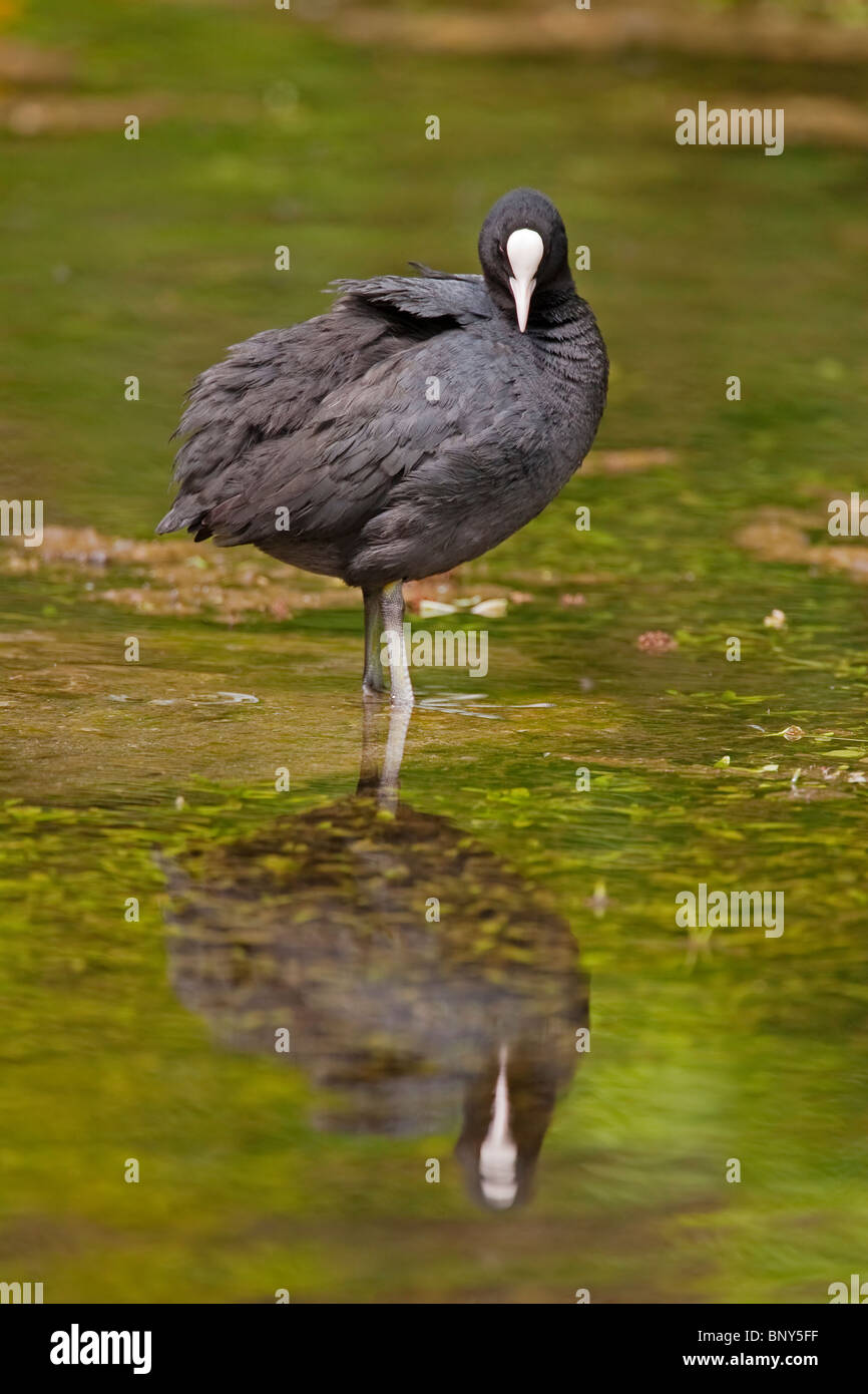 Resting common coots hi-res stock photography and images - Alamy