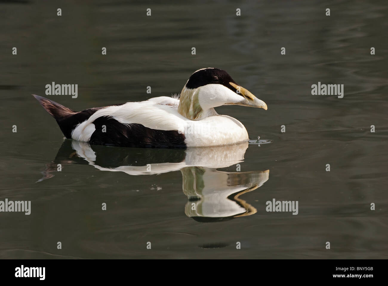 Eider ducks seahouses hi-res stock photography and images - Alamy