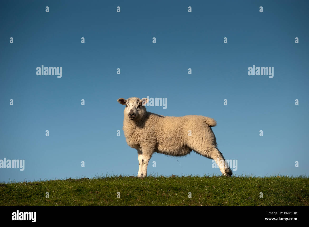 Mule lamb standing on a sea defence wall, where it has been grazing on ...