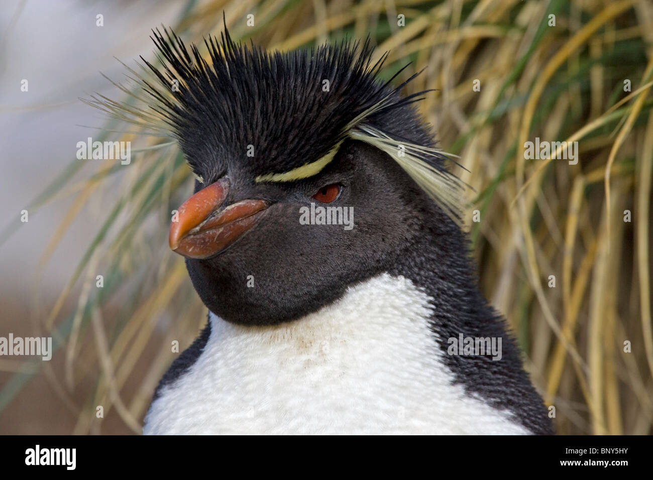 Closeup of a Rockhopper penguin's face in the Falkland Islands Stock ...