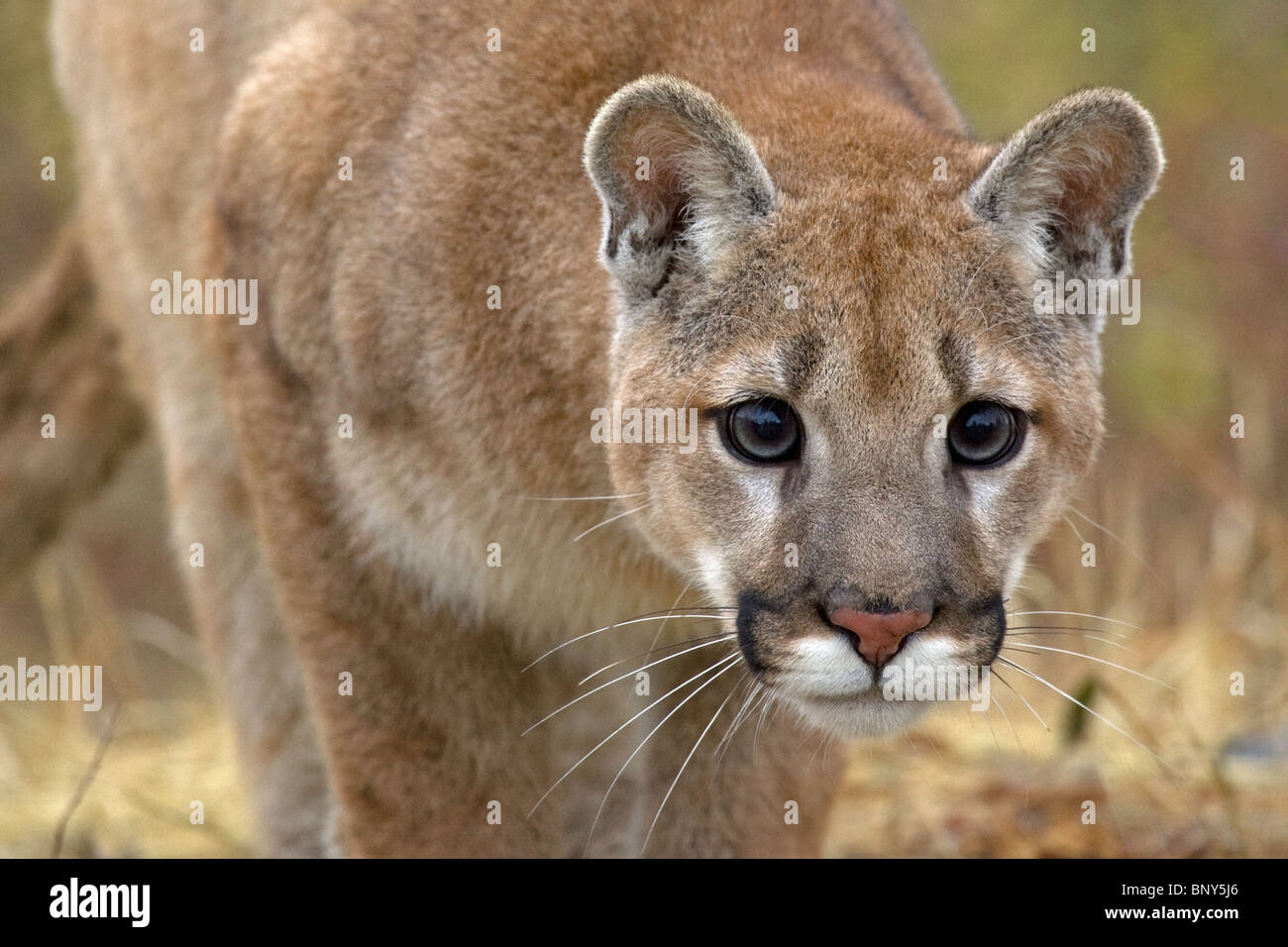 Mountain Lion Pouncing