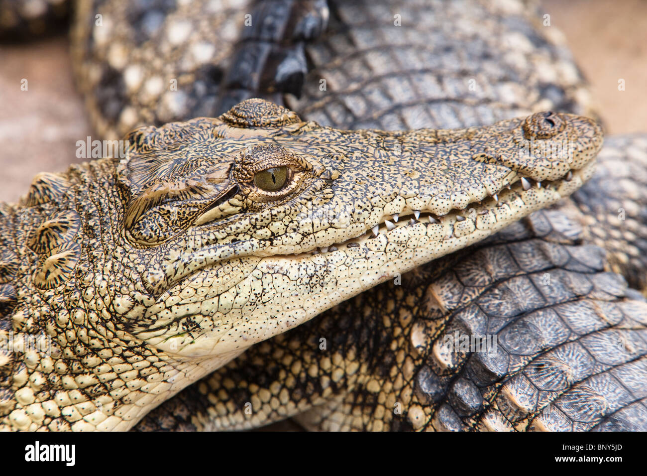 St lucia crocodile centre hi-res stock photography and images - Alamy