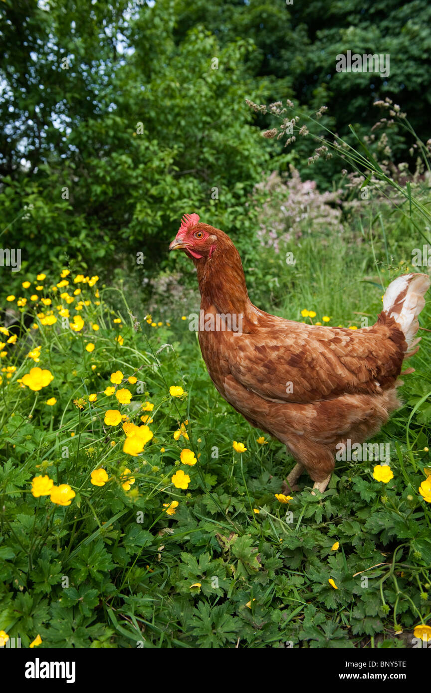 Free Range hen on meadow Stock Photo - Alamy