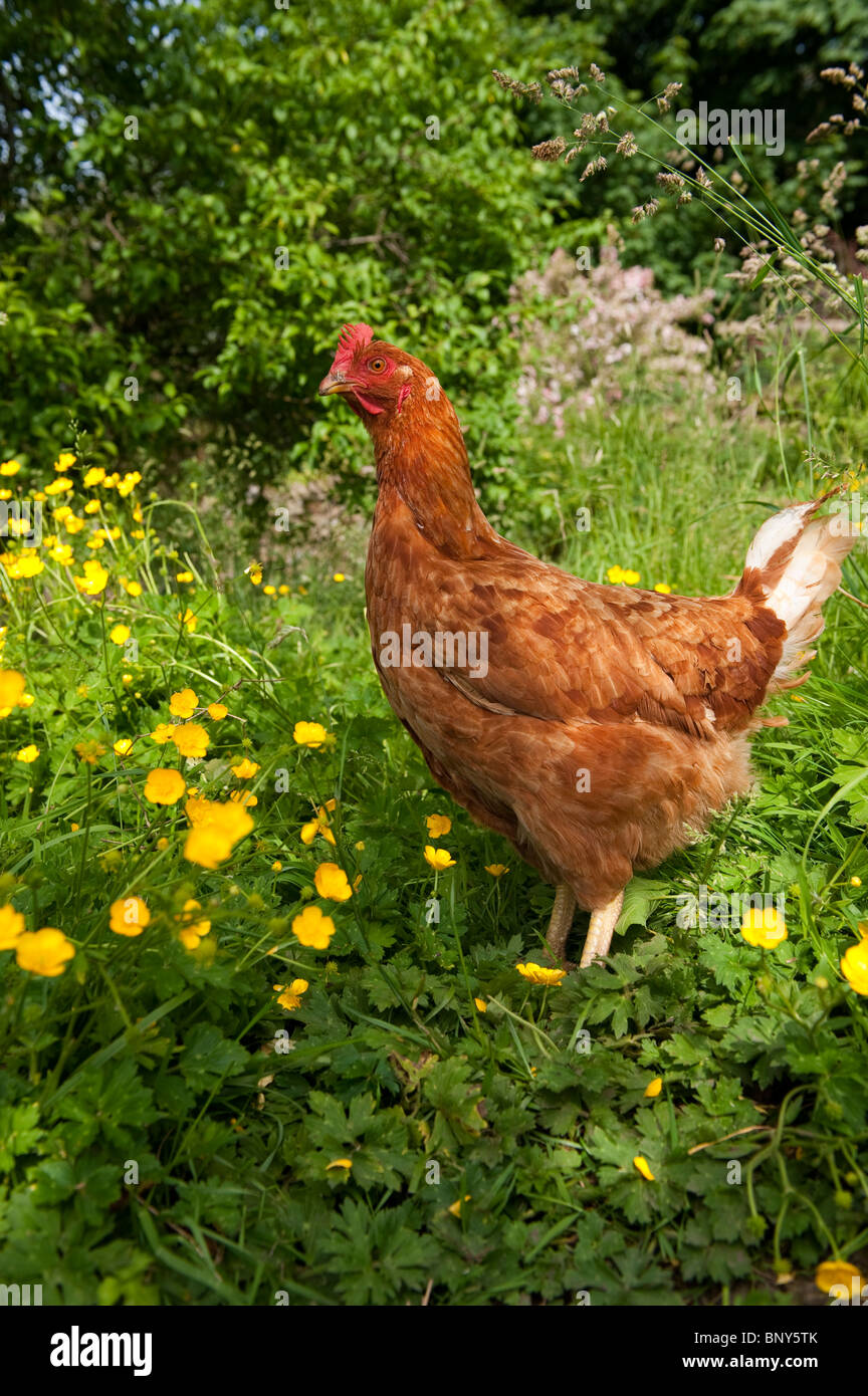 Free Range hen on meadow Stock Photo - Alamy