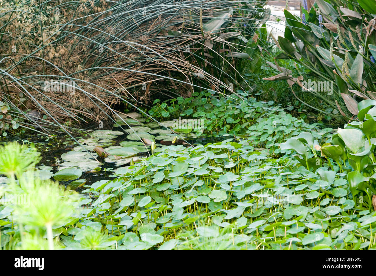 Israel, Hiriya, (a former waste dump) Constructed Wetland or Wetpark ...