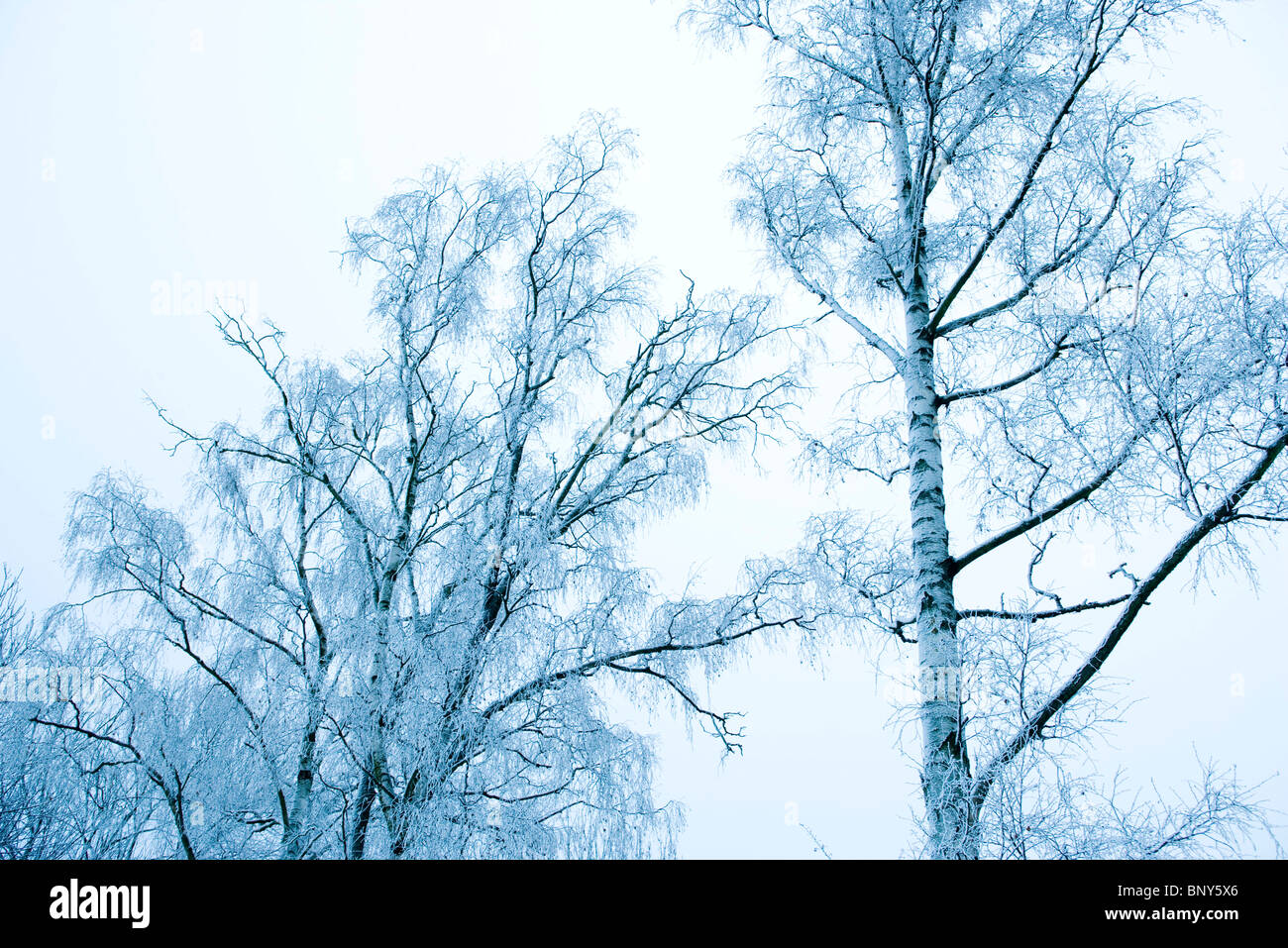 Bare trees dusted with snow Stock Photo - Alamy