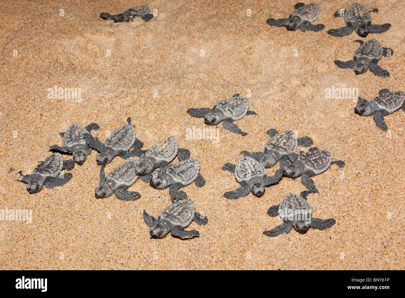 Baby Sea Turtles Hatching At Night