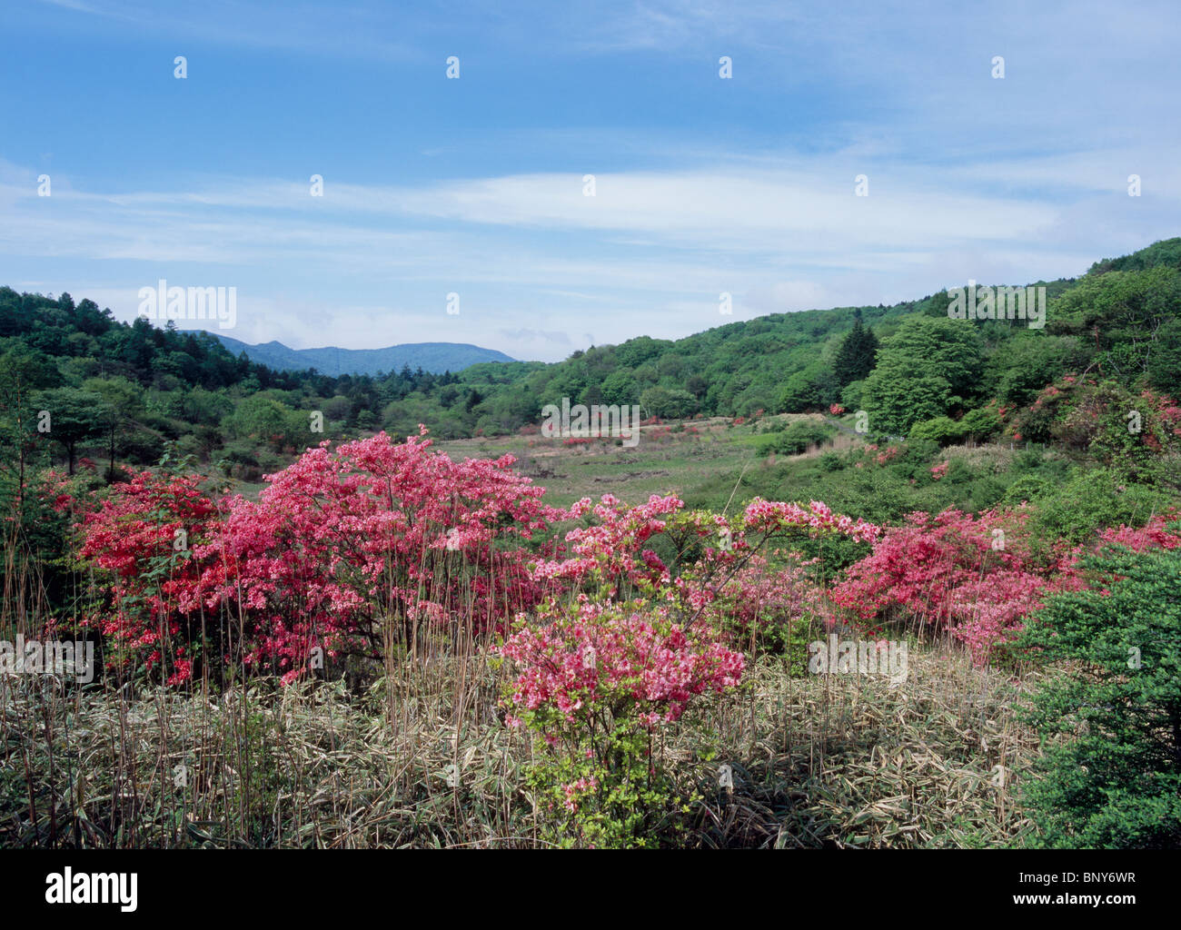 Kobugahara Highland, Kanuma, Tochigi, Japan Stock Photo - Alamy