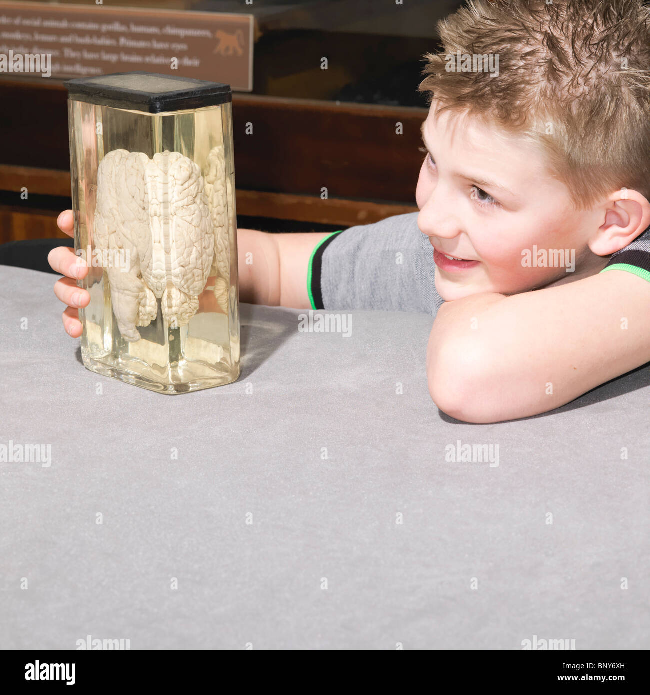 Human brain specimen hi-res stock photography and images - Alamy