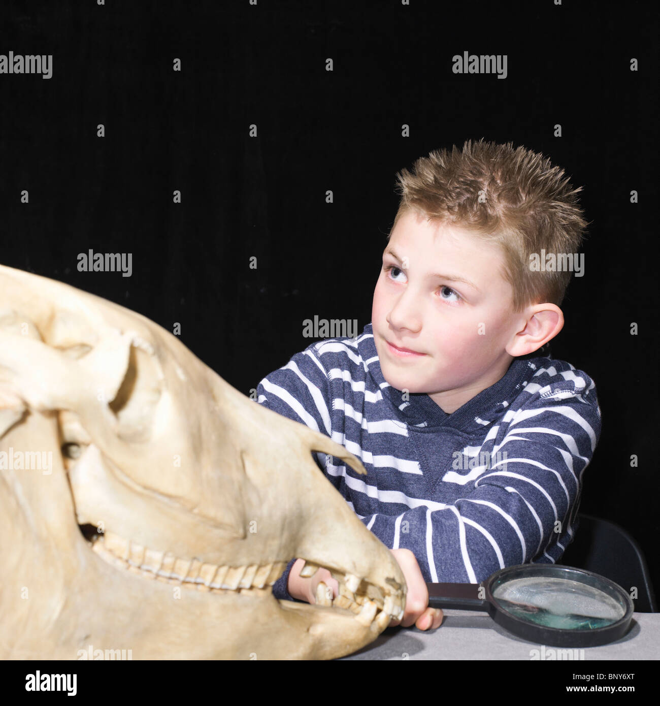 Human skull specimen hi-res stock photography and images - Alamy