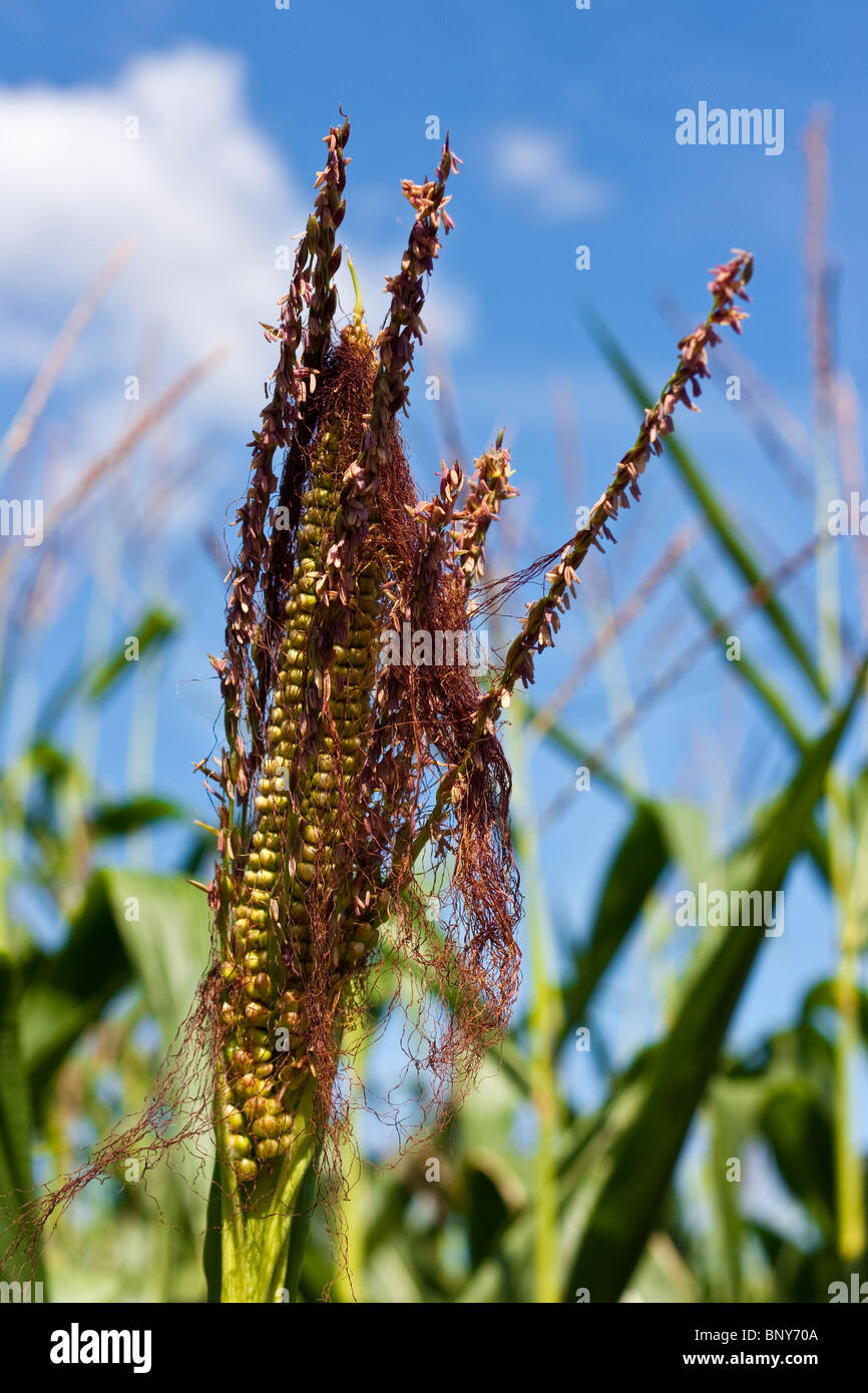 Ear of corn hi-res stock photography and images - Alamy