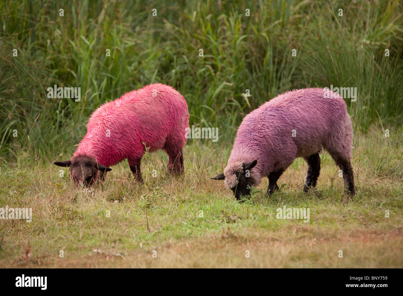 Dyed sheep hi-res stock photography and images - Alamy