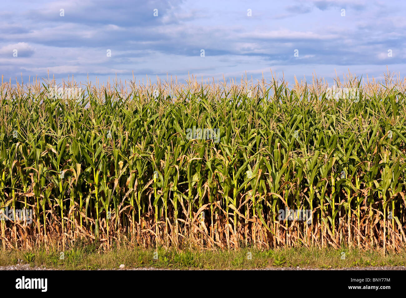 Ear of corn hi-res stock photography and images - Alamy